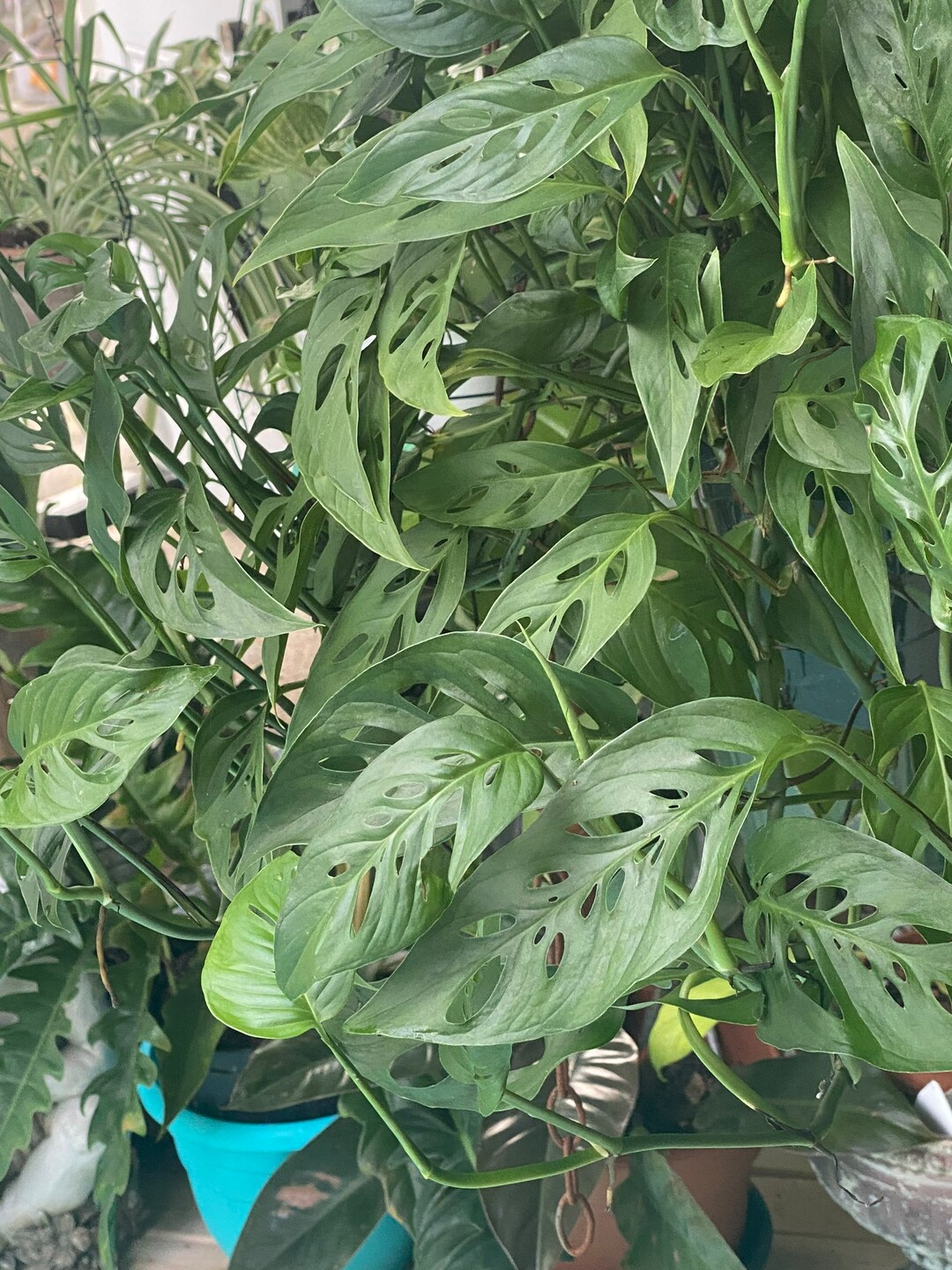 Monstera Adansonii Cutting, Narrow Form Monstera Adansonii, Rare ...