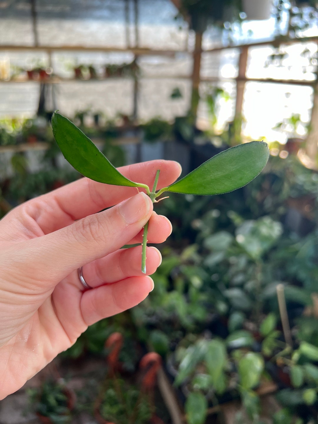 Hoya Noona Cutting for Propagation, Rare Hoya, Plant Clippings, Easy ...