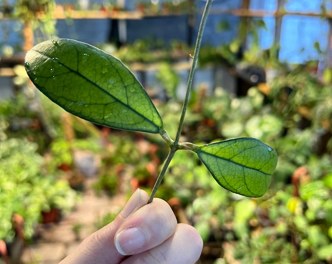 Hoya Keysii hoya Australis 1yo Plant With 5-6 Leaves Well Rooted, Sent ...