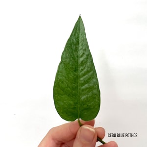 Pothos Kit - Ready to Grow Pothos - Pothos Variety Pack - 2 Leaf/2 Node ...