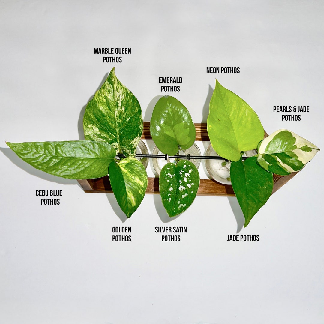 Pothos Kit - Ready to Grow Pothos - Pothos Variety Pack - 2 Leaf/2 Node ...