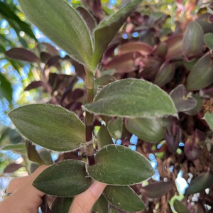 Tradescantia Pallida 'pale Puma' Cutting for Propagation, Plant Gift ...