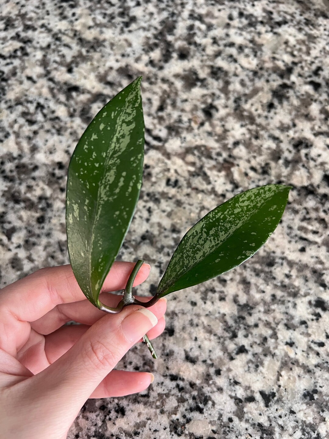 Hoya Pubicalyx Splash Cutting: Easy Care Wax Plant - Etsy