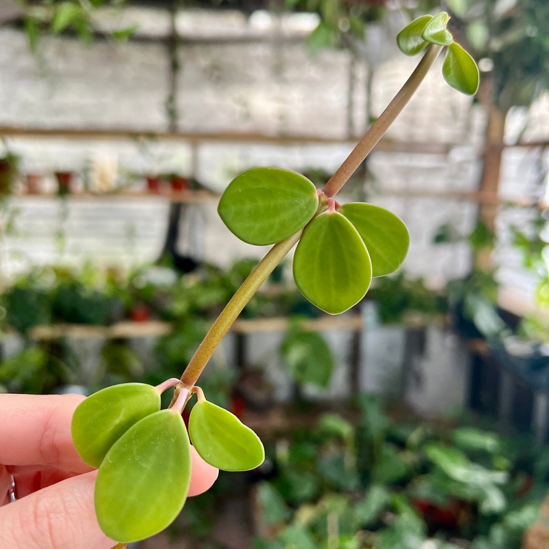 Peperomia Hope Plant - Etsy