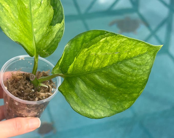 Lemon Top Pothos - Rooted in Moss, Live Plant, Epipremnum Plant ...