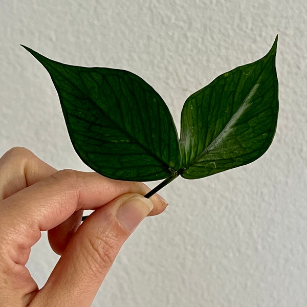 Fishtail Hoya - Etsy