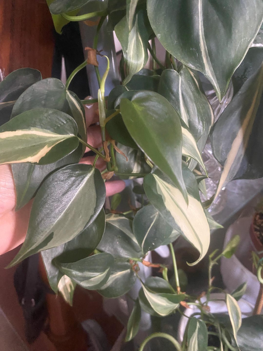Philodendron 'rio’ Hederaceum Plant, Variegated Tropical House Plant ...