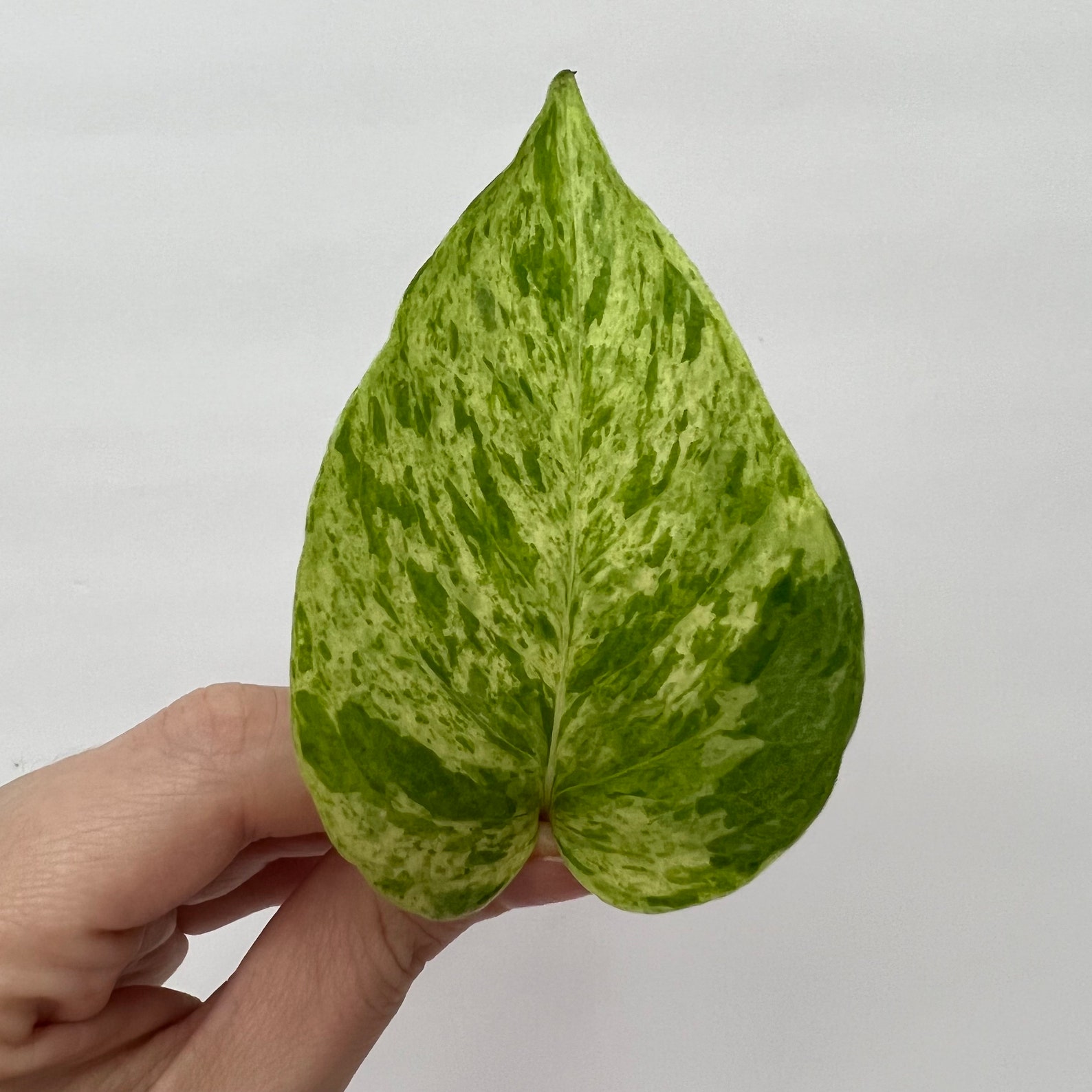 Marble Queen Pothos Cutting House Plant Cuttings, Propagation ...