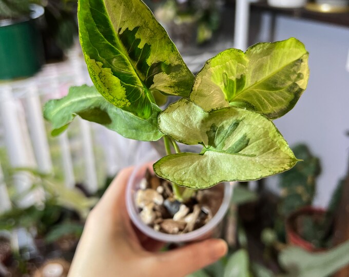 Three Kings Syngonium Starter Plant, Well Rooted Three Kings Potted ...