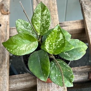 Hoya Carnosa Krimson Freckled Splash 4” Plant, Easy Growing, Wax Plant ...