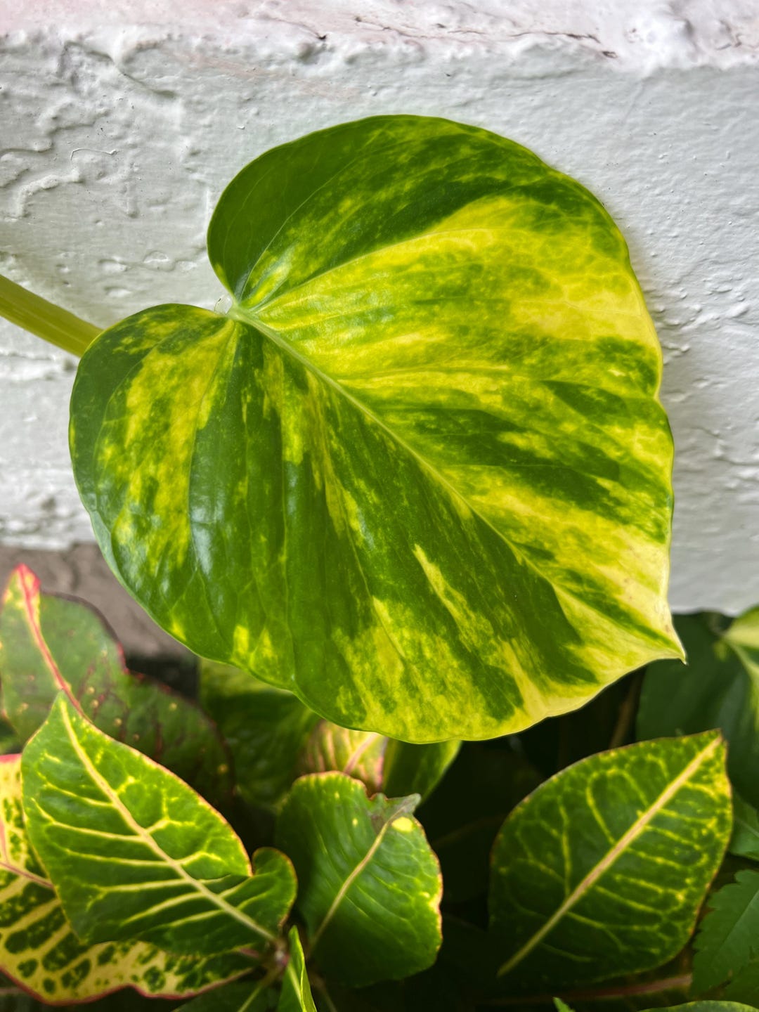 Hawaiian Pothos Cutting | Pothos Cuttings, Houseplant Cuttings for ...