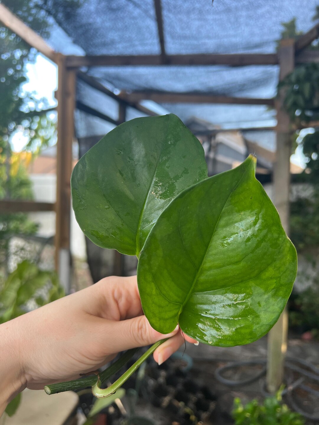 Greenjula Pothos Cutting | Rare Plants, Plant Cuttings for Propagation ...