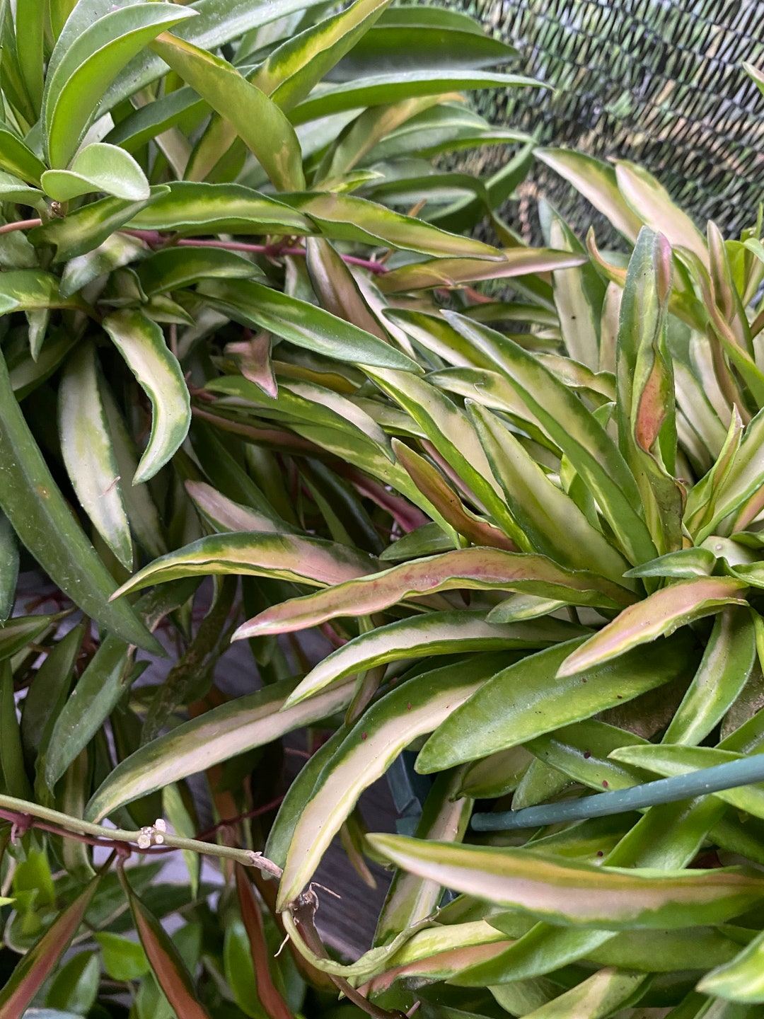 Hoya Wayetti Variegated Cutting for Propagation, Wayetii Tr-color ...