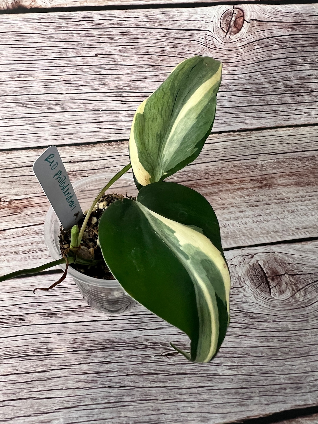 Philodendron 'rio Hederaceum Plant, Variegated Tropical House Plant ...