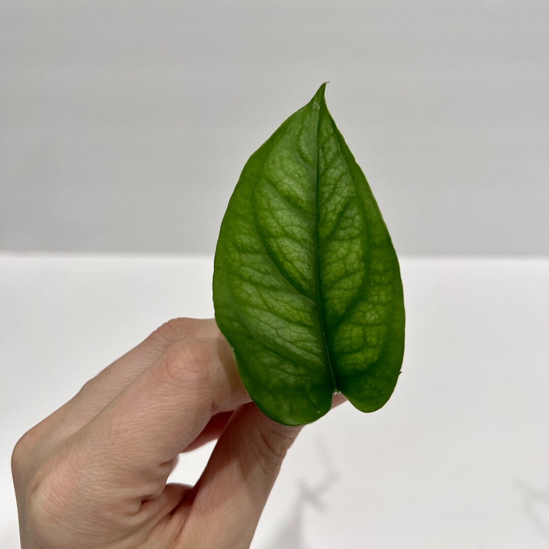 Monstera Siltepecana Cutting | Silver Monstera Houseplant for ...