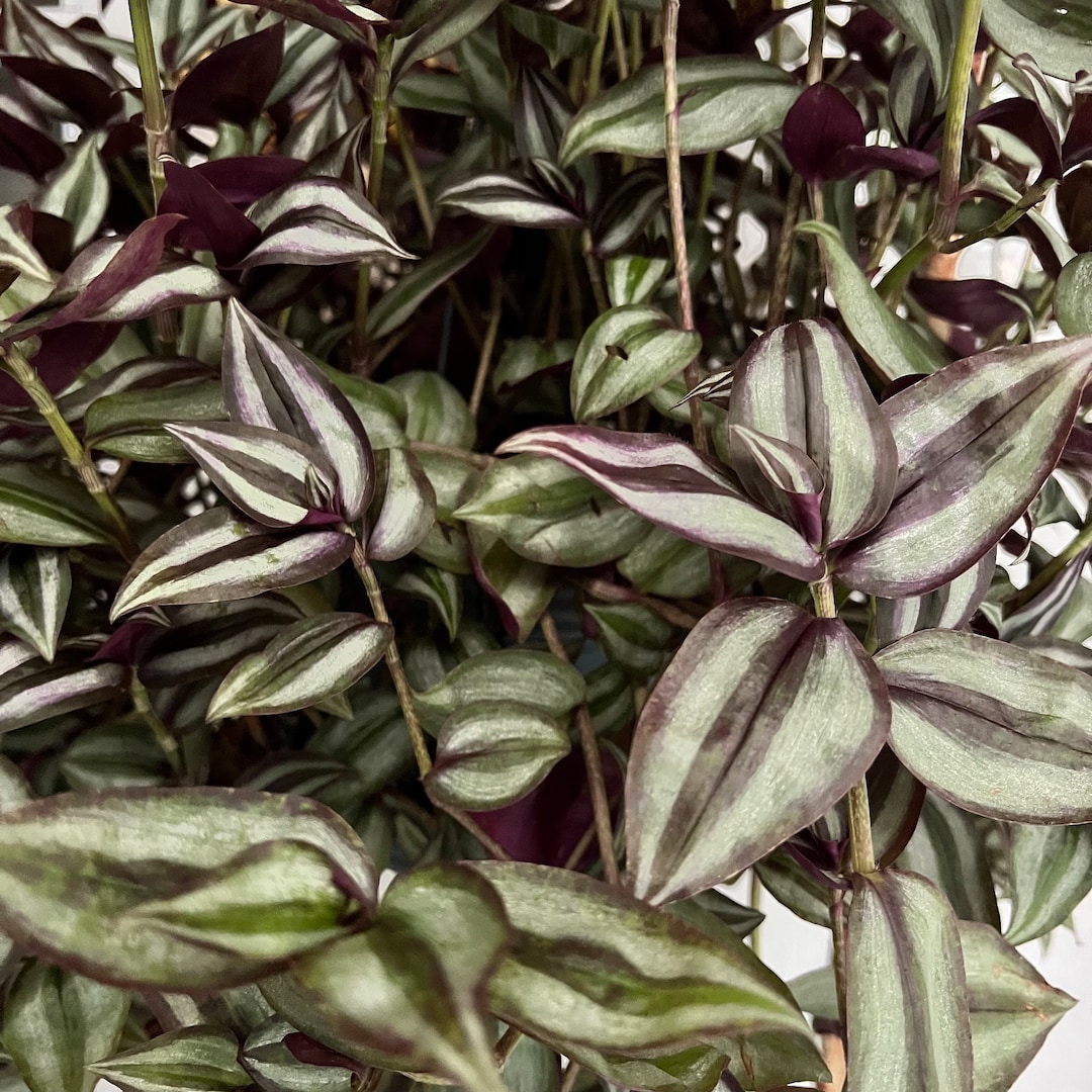 Tradescantia Zebrina Cutting | Plant Cuttings, Propagation, House ...