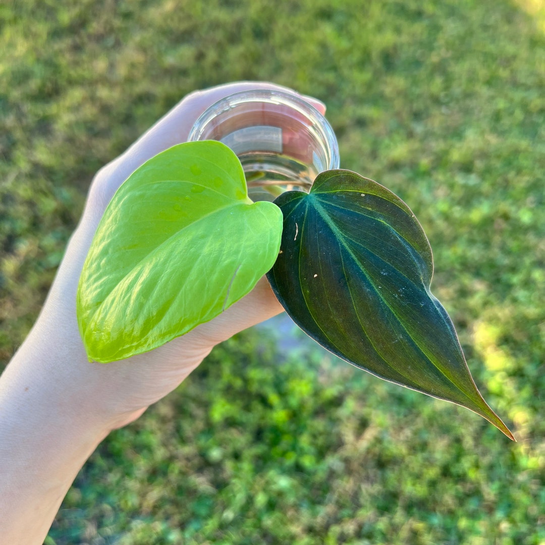 Neon Pothos & Philodendron Micans Variety Pack (2) | House Plant ...