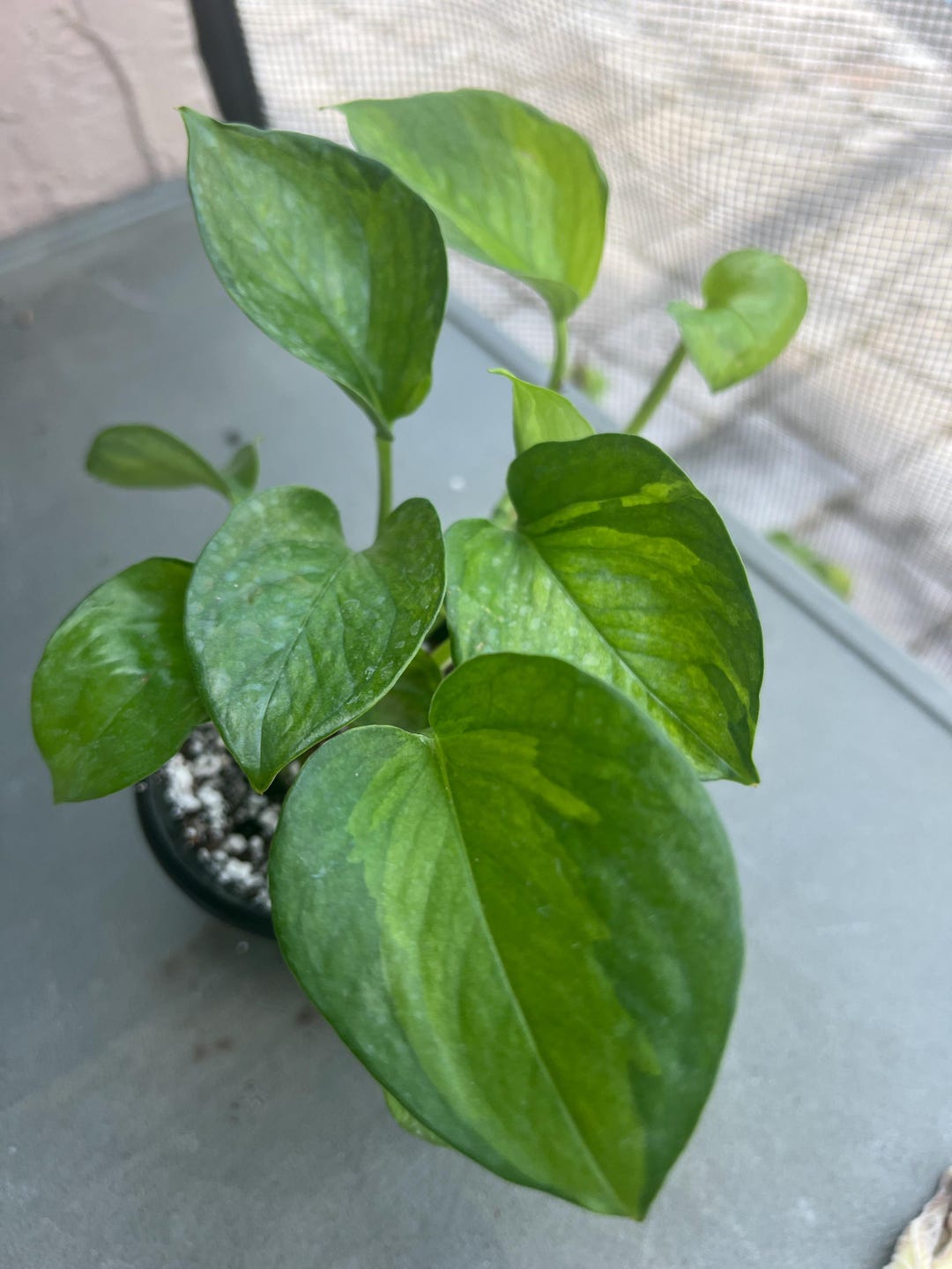 Lemon Top Pothos 4“ Plant, Live Plant, Epipremnum Lemon Top Rooted ...