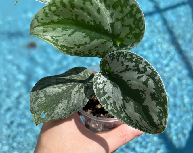 Scindapsus Pictus exotica Silver Pothos Plant, Well Rooted Scindapsus ...