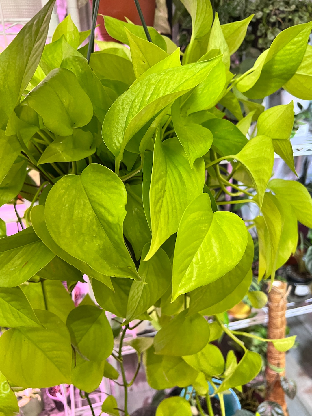 Neon Pothos Cutting, Neon Pothos, Vining Plant, Plant Gift, Easy Care ...