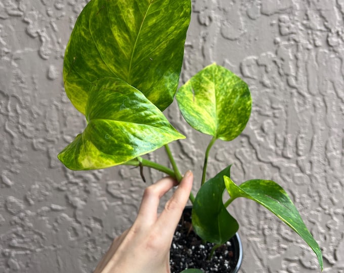 Fernando’s Fire Pothos 4“ Plant, Live Plant, Highly Variegated Pothos ...