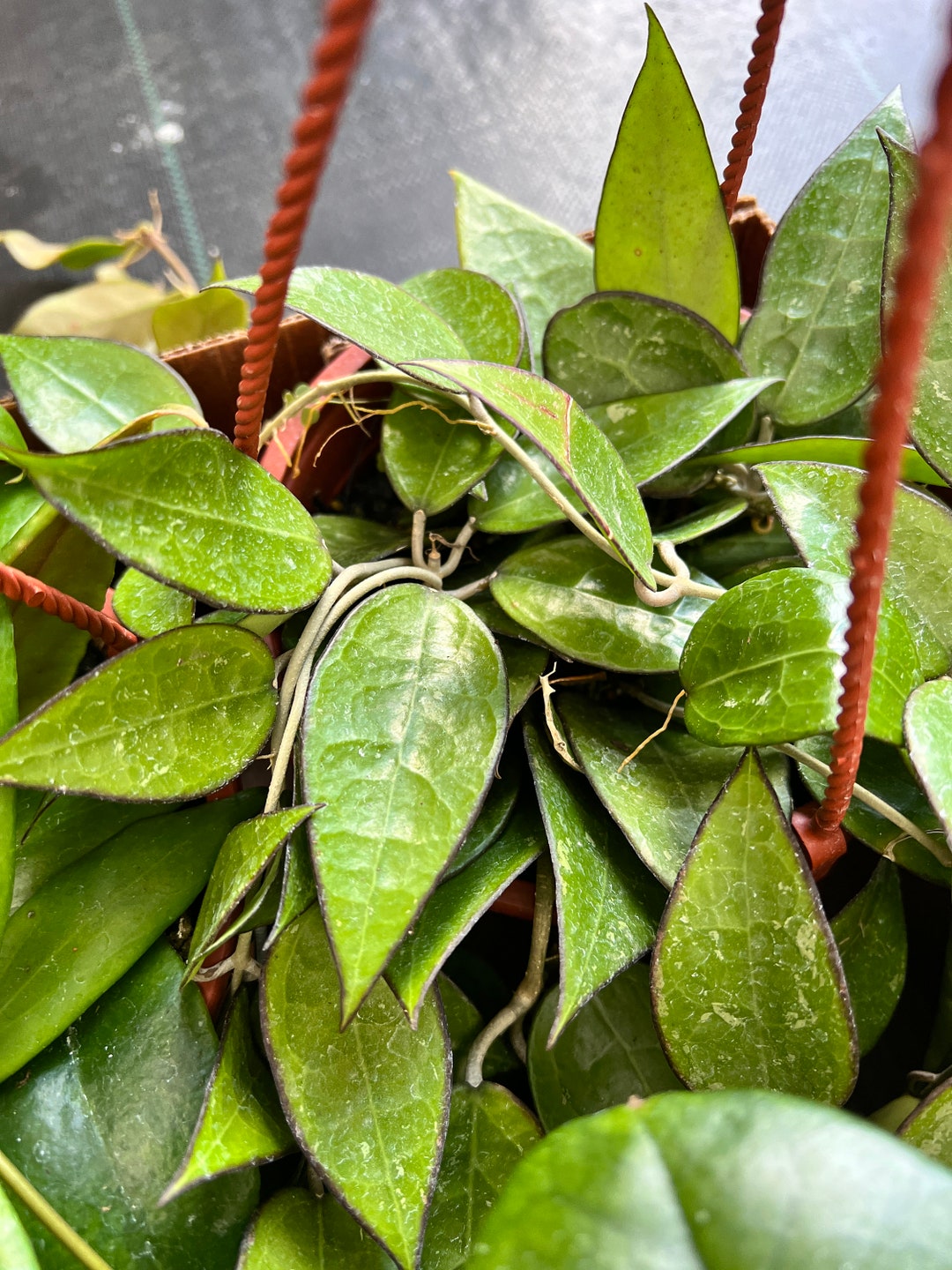 Hoya Parasitica 'black Margin' Cutting for Propagation, Easy Care Hoya ...