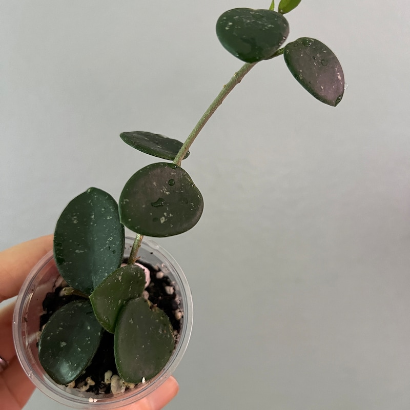 Hoya Mathilde - Etsy