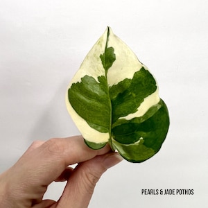 Pothos Kit - Ready to Grow Pothos - Pothos Variety Pack - 2 Leaf/2 Node ...