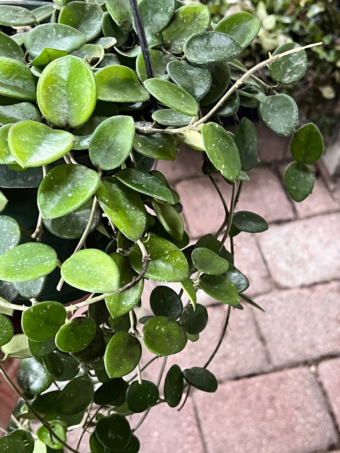 Hoya Mathilde Cutting for Propagation, Easy Care Hoya Plant, Gift - Etsy