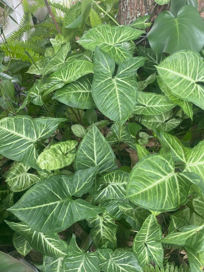Syngonium Arrowhead Cutting, Syngonium White Butterfly, Podophyllum ...