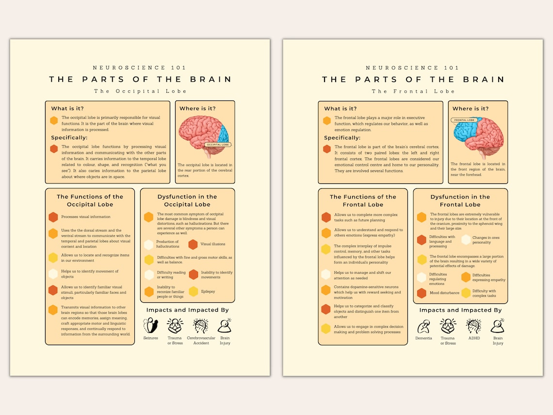 The Brain Regions and Their Function Neuroscience - Etsy Canada