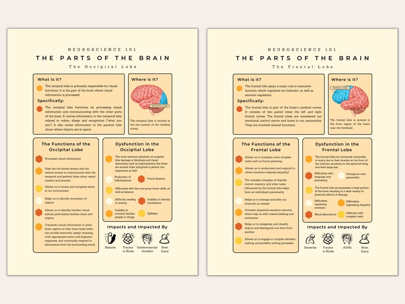The Brain Regions and Their Function Neuroscience - Etsy
