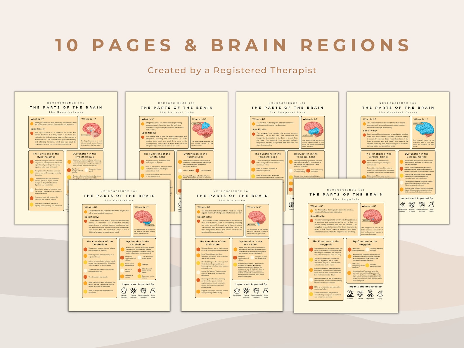 The Brain Regions and Their Function Neuroscience Psychoeducation Tool ...