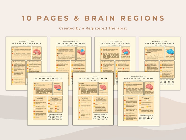 The Brain Regions and Their Function Neuroscience - Etsy