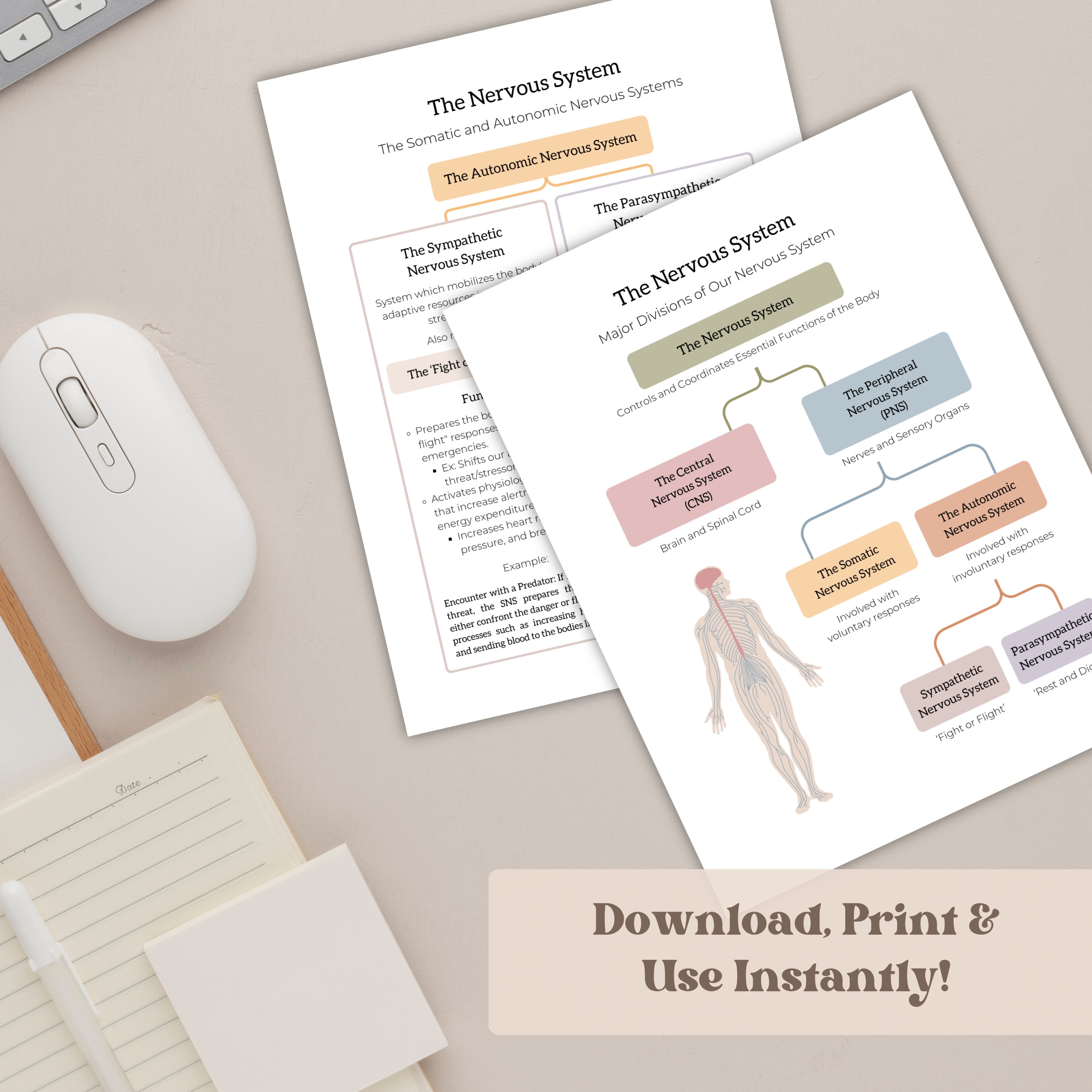 The Nervous System: Understanding the Bodies Physiological Functioning ...
