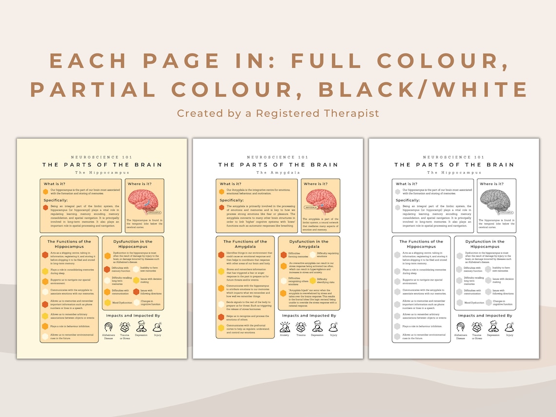 The Brain Regions and Their Function Neuroscience - Etsy Canada
