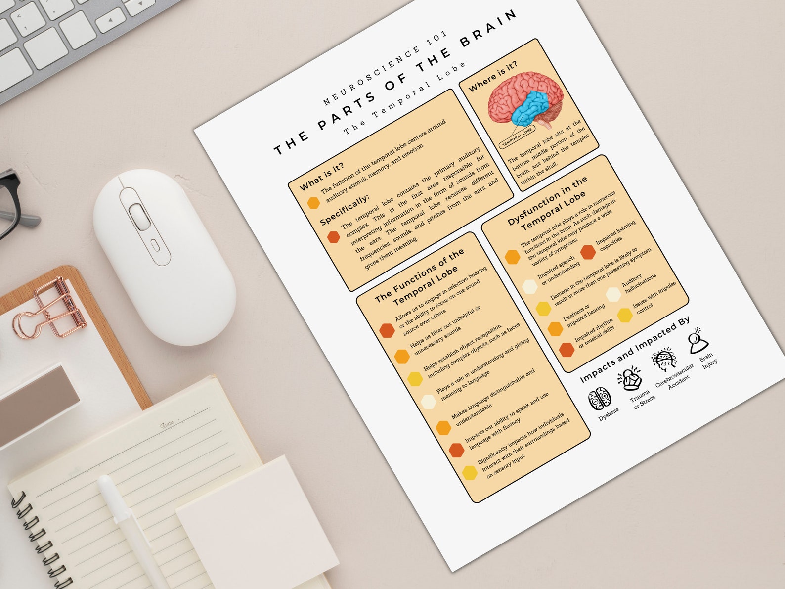 Brain Regions Guide: Neuroscience Psychoeducation Tool (PDF) - Etsy