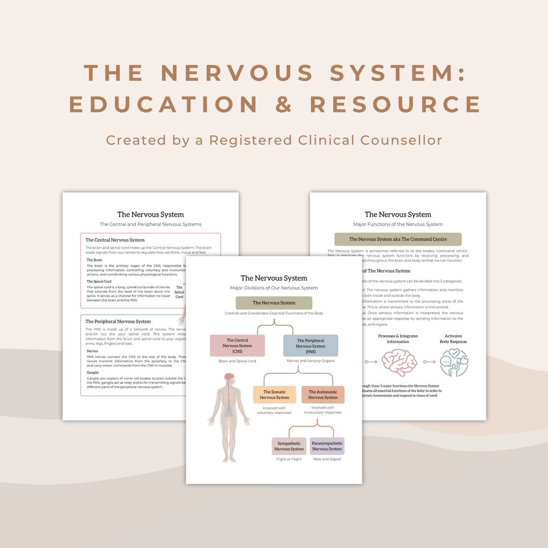 The Nervous System: Understanding the Bodies Physiological Functioning ...
