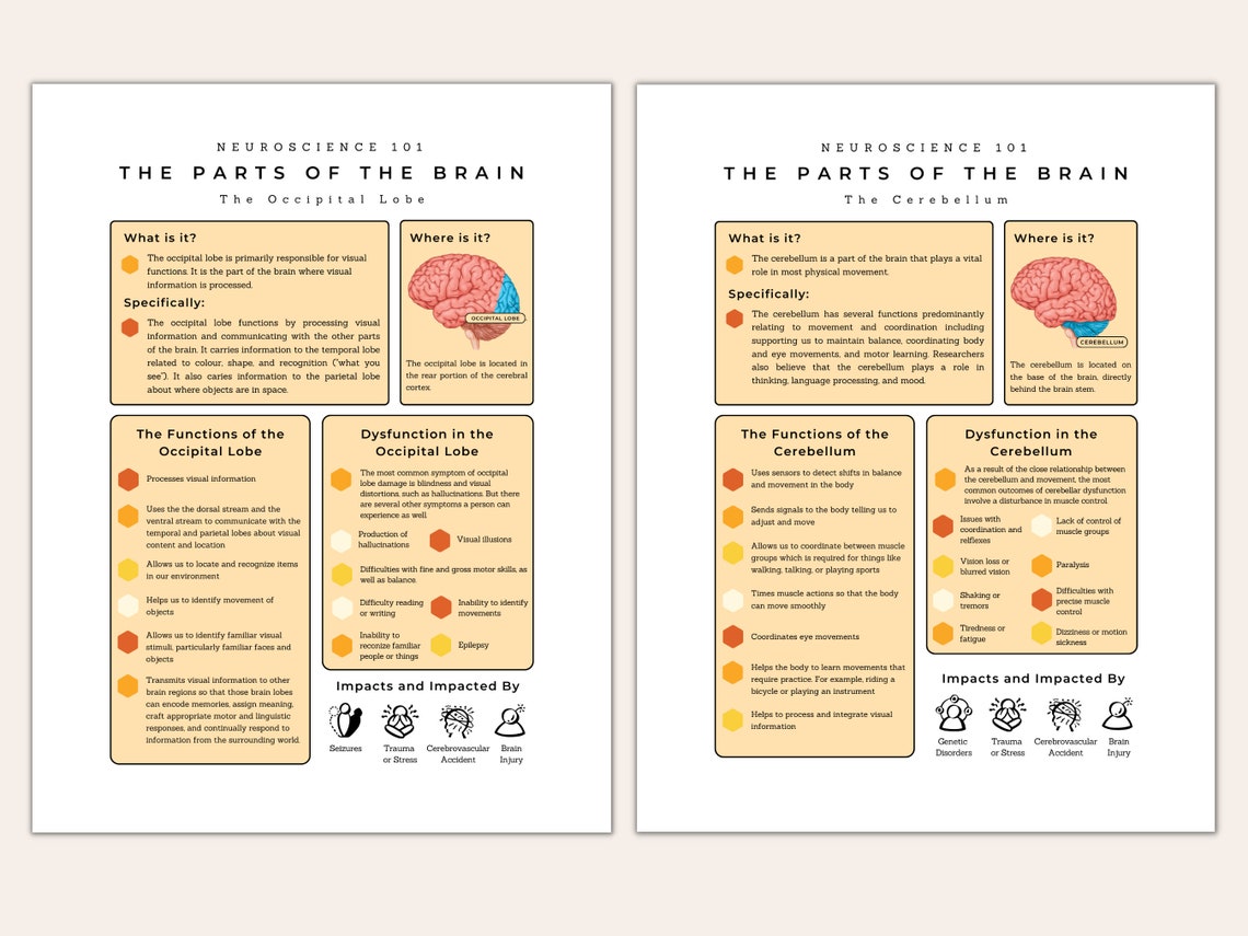 The Brain Regions and Their Function Neuroscience - Etsy Canada