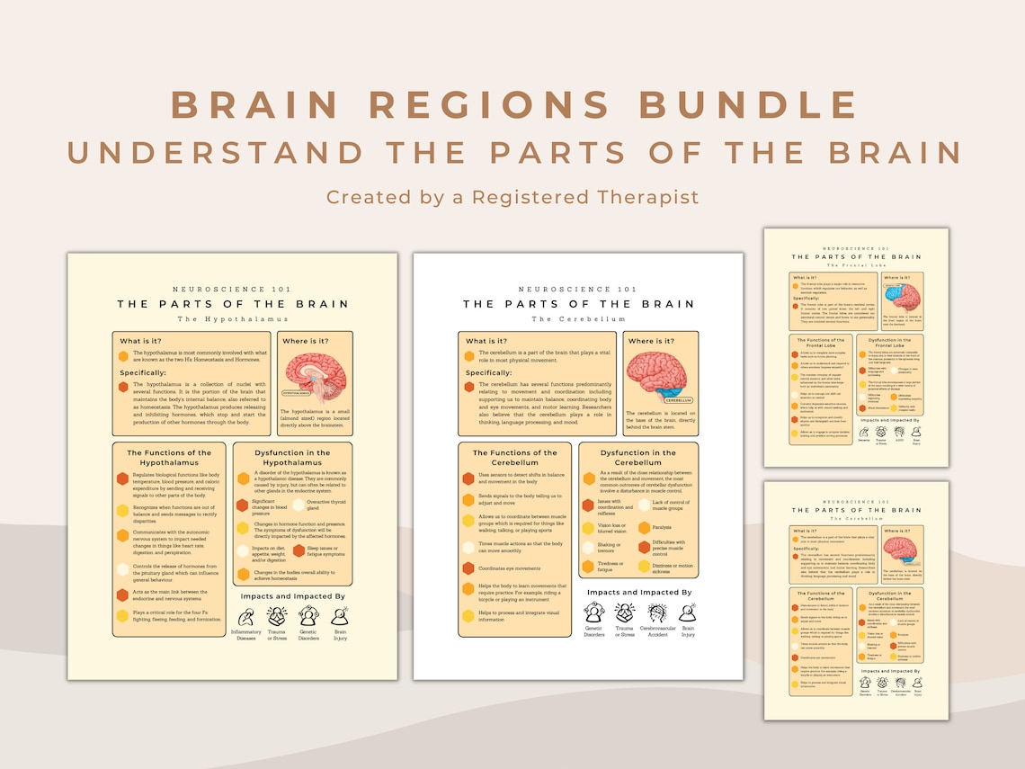 The Brain Regions and Their Function Neuroscience - Etsy