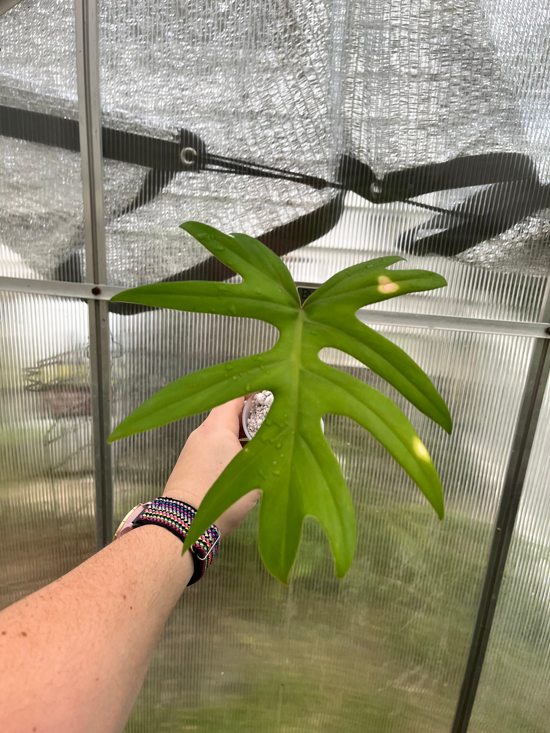 Philodendron Mayoi Not Rooted Plant Philo US Licensed Seller - Etsy