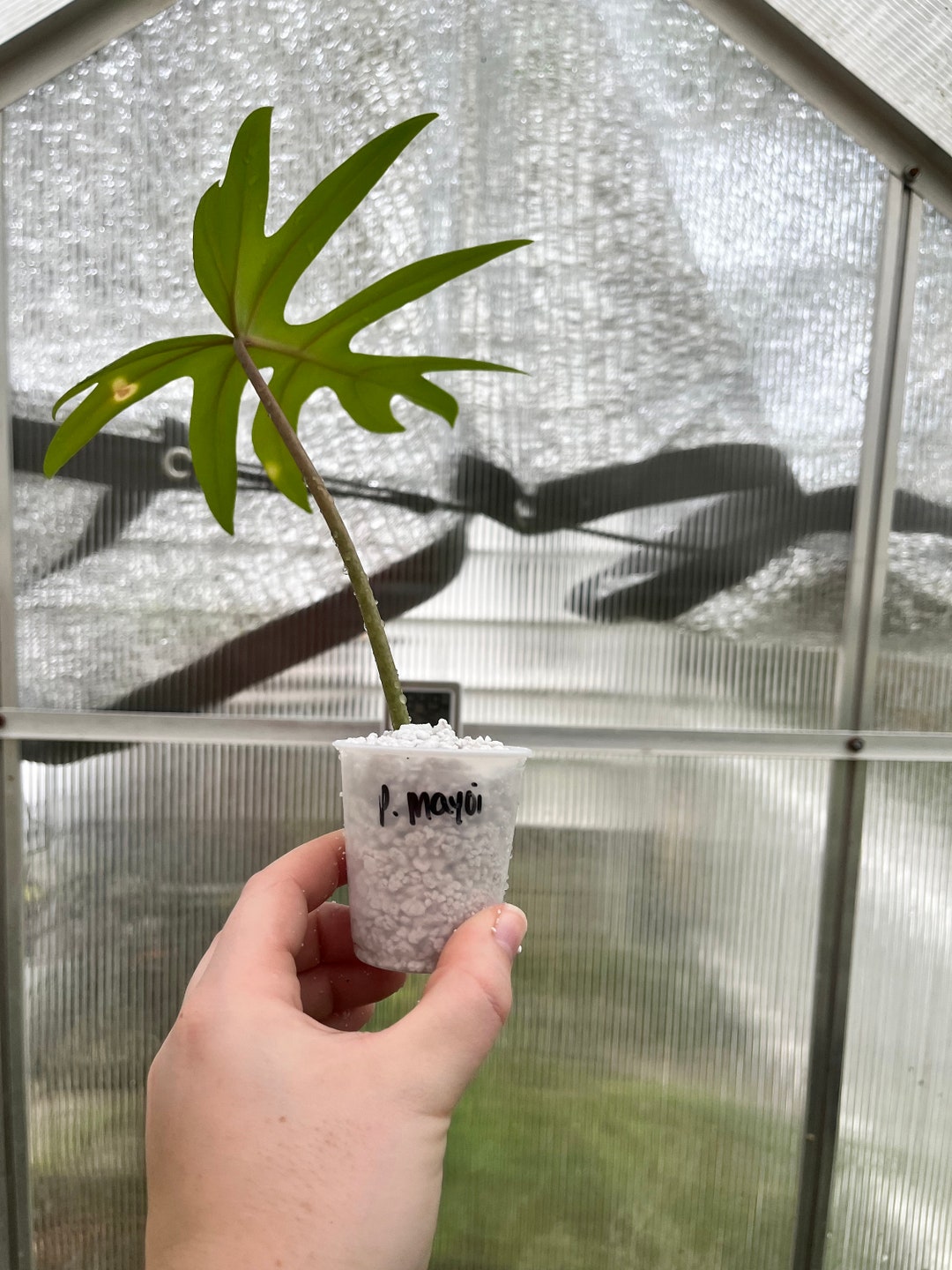 Philodendron Mayoi Not Rooted Plant Philo US Licensed Seller - Etsy