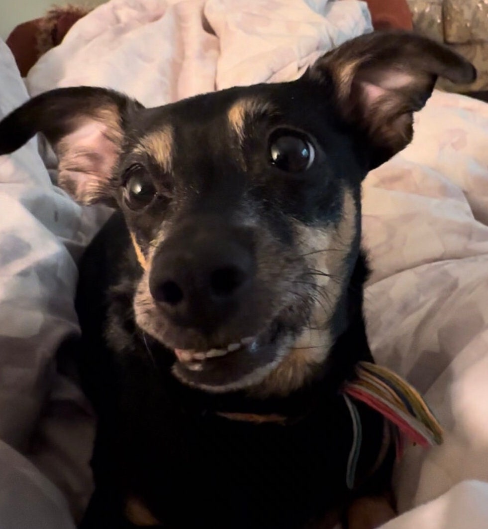 Feral is FABULOUS Introducing Millie the Dog - Etsy