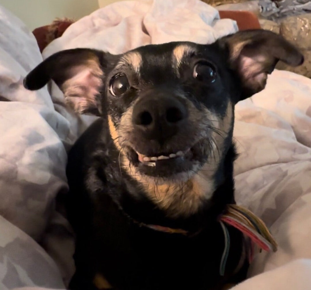 Feral is FABULOUS Introducing Millie the Dog - Etsy