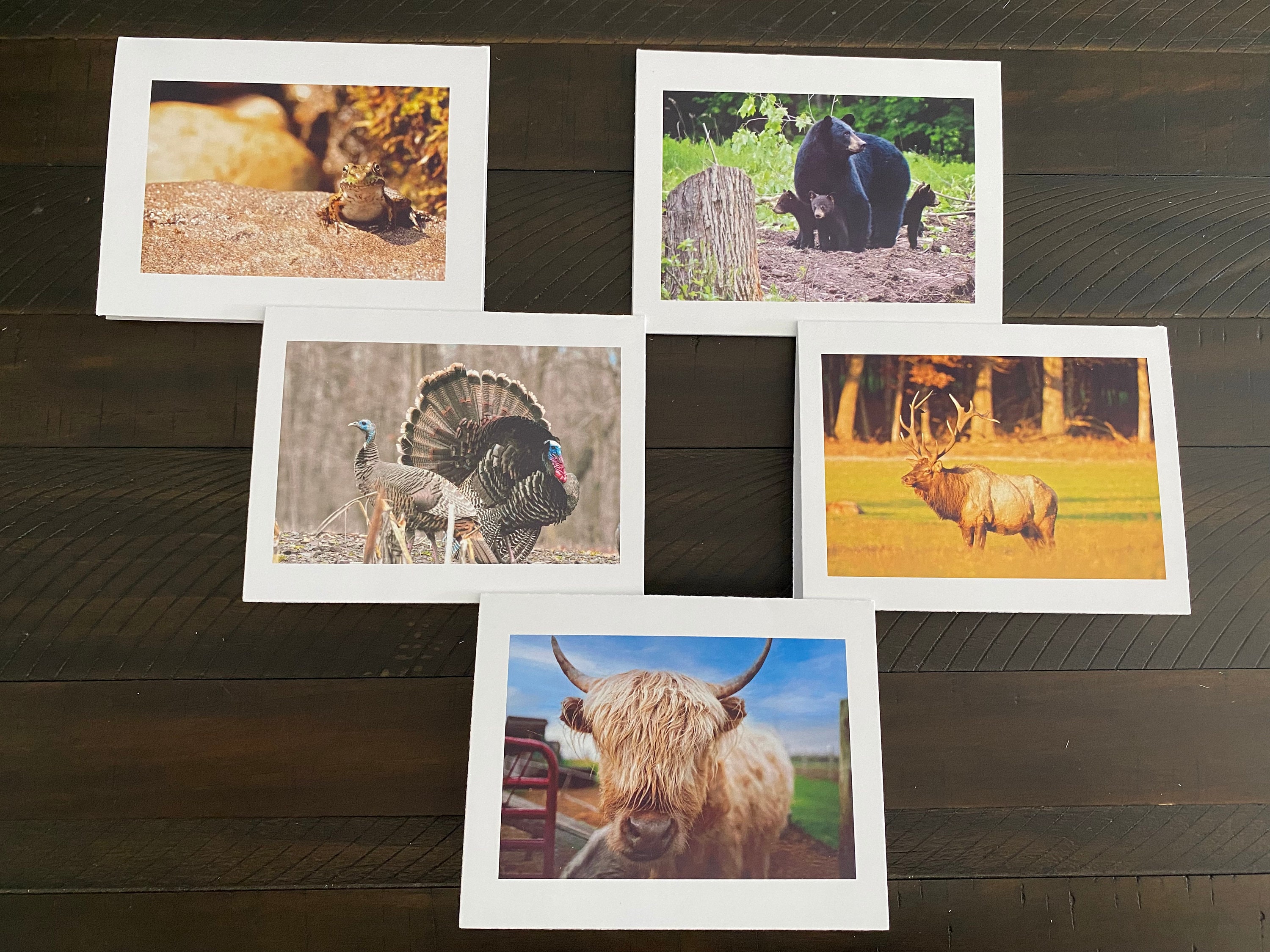 5 Wildlife Photo Note Cards With Envelope Blank Inside Photo Note Cards ...