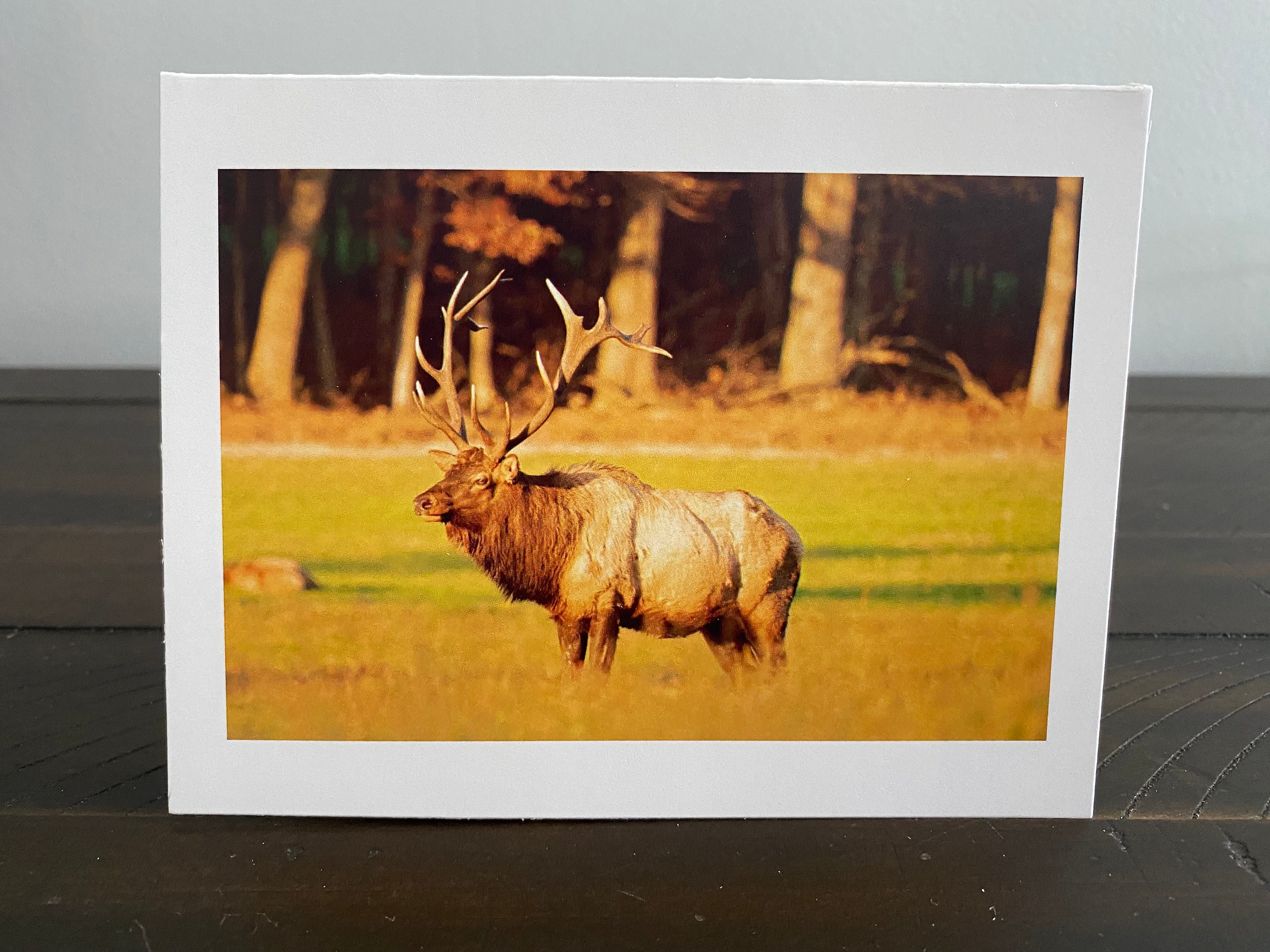 5 Wildlife Photo Note Cards With Envelope Blank Inside Photo Note Cards ...