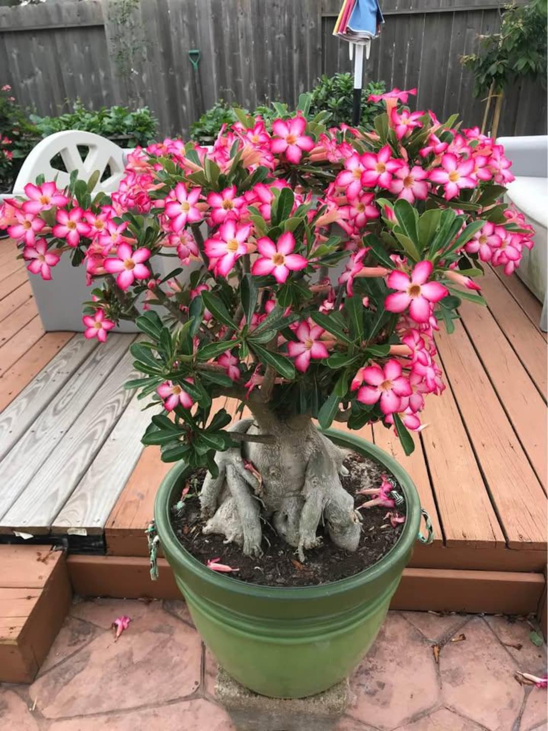 Home Bred Adenium Obesum ‘desert Rose’ PACK OF 10 SEEDS! Flowering ...