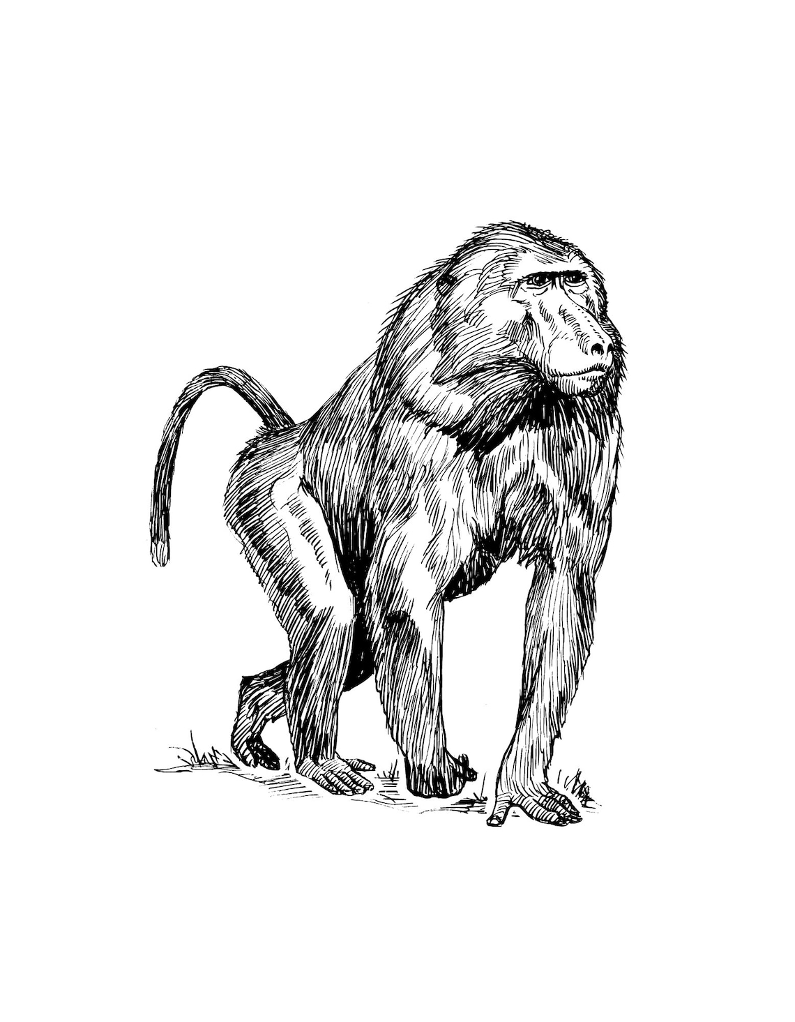 Monkey SVG Files for Cricut - Instant Digital Download, Perfect for DIY ...