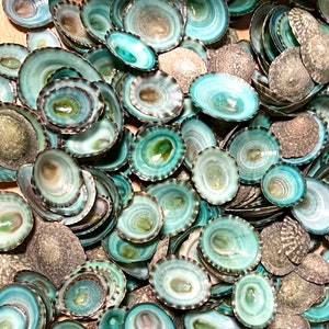 Blue Limpet Seashells Hand Selected - Etsy