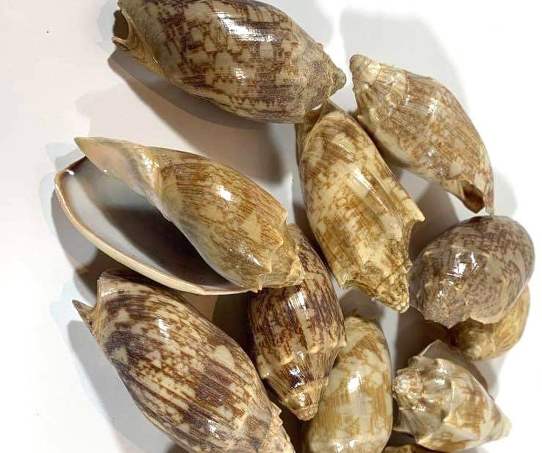 Bat Volute Seashells, Shells for Crafting, Beach Wedding Decor, Beach ...